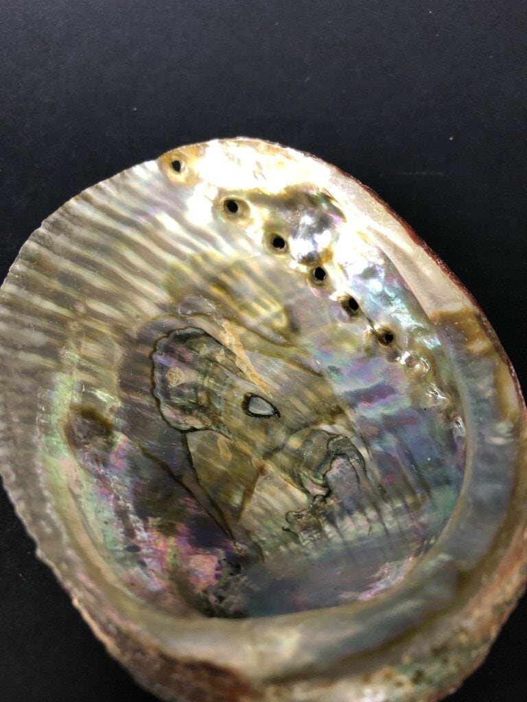 Small Abalone Shell 4”5” - Hozho Healing
